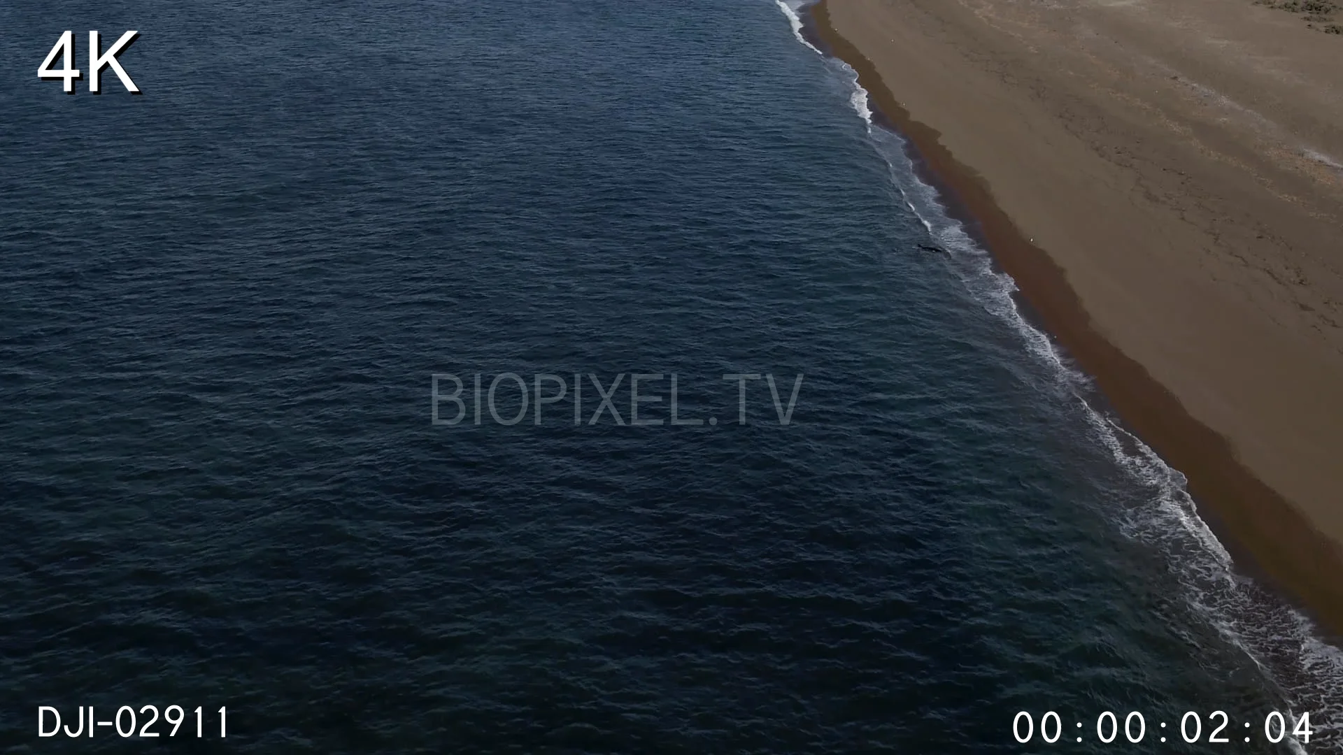 Temperate Waters 4K - Aerial - Single orca swimming in shallows 4K.mp4 ...
