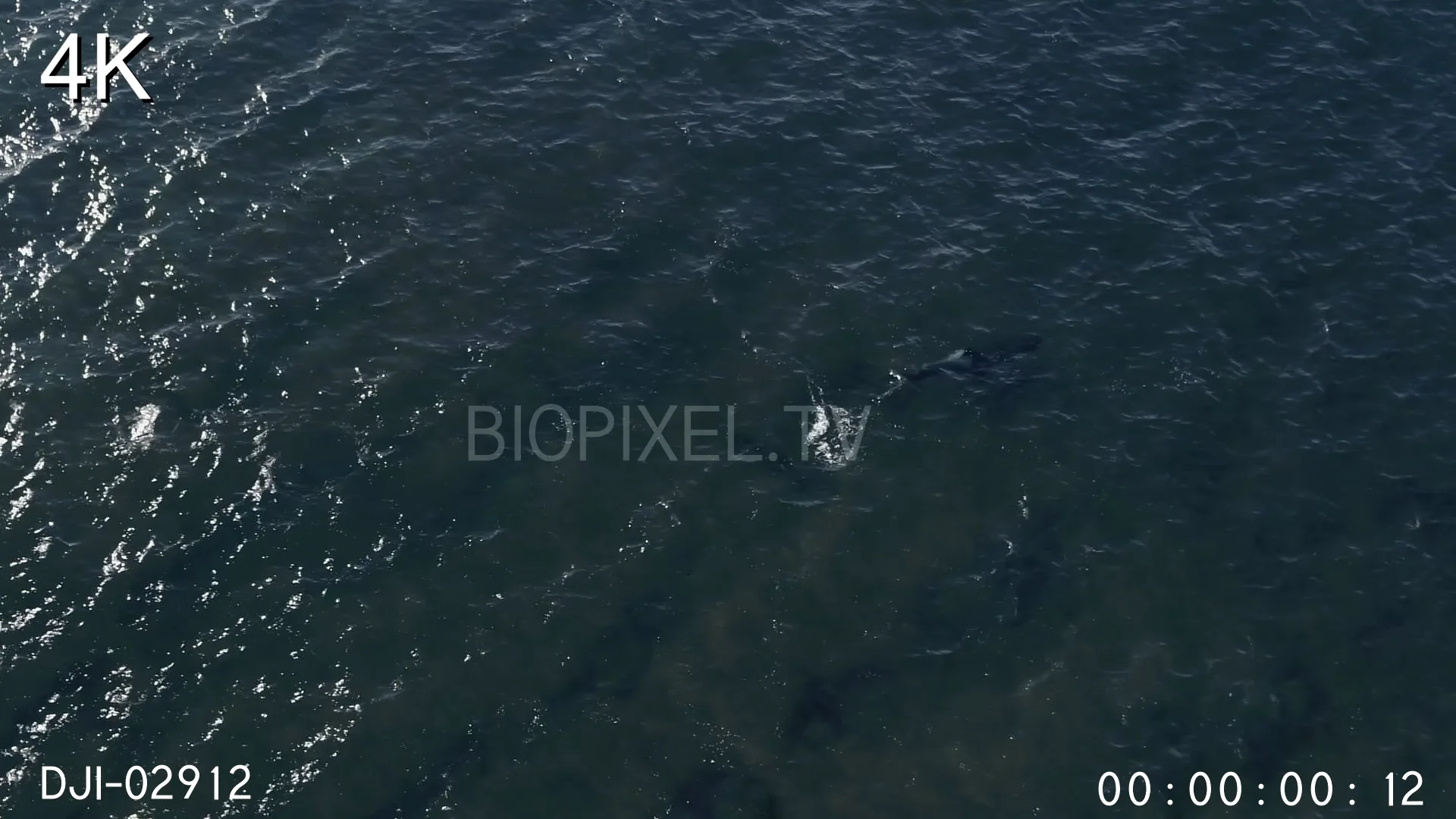 Temperate Waters 4K - Aerial - Orca pod playing 4K on Vimeo