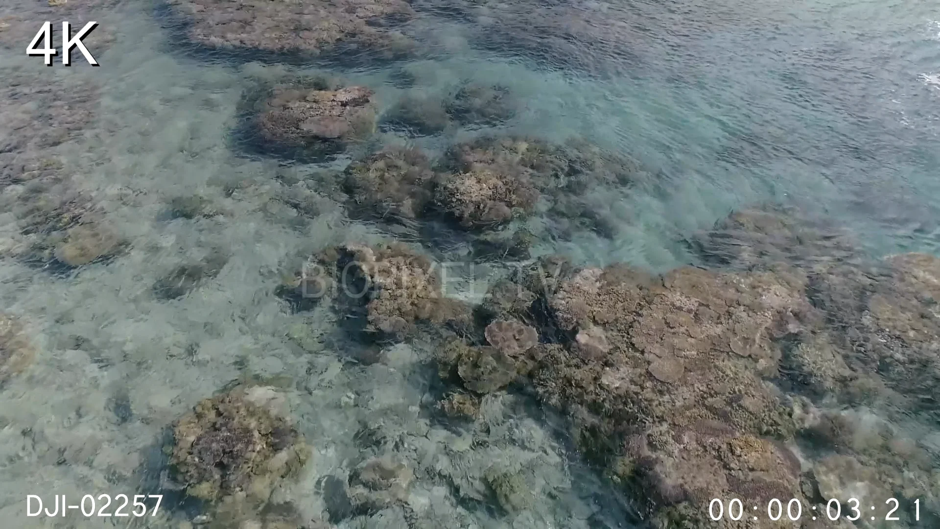 4K Sea Turtles - Aerial - Male sea turtle on reef top in shallow water ...