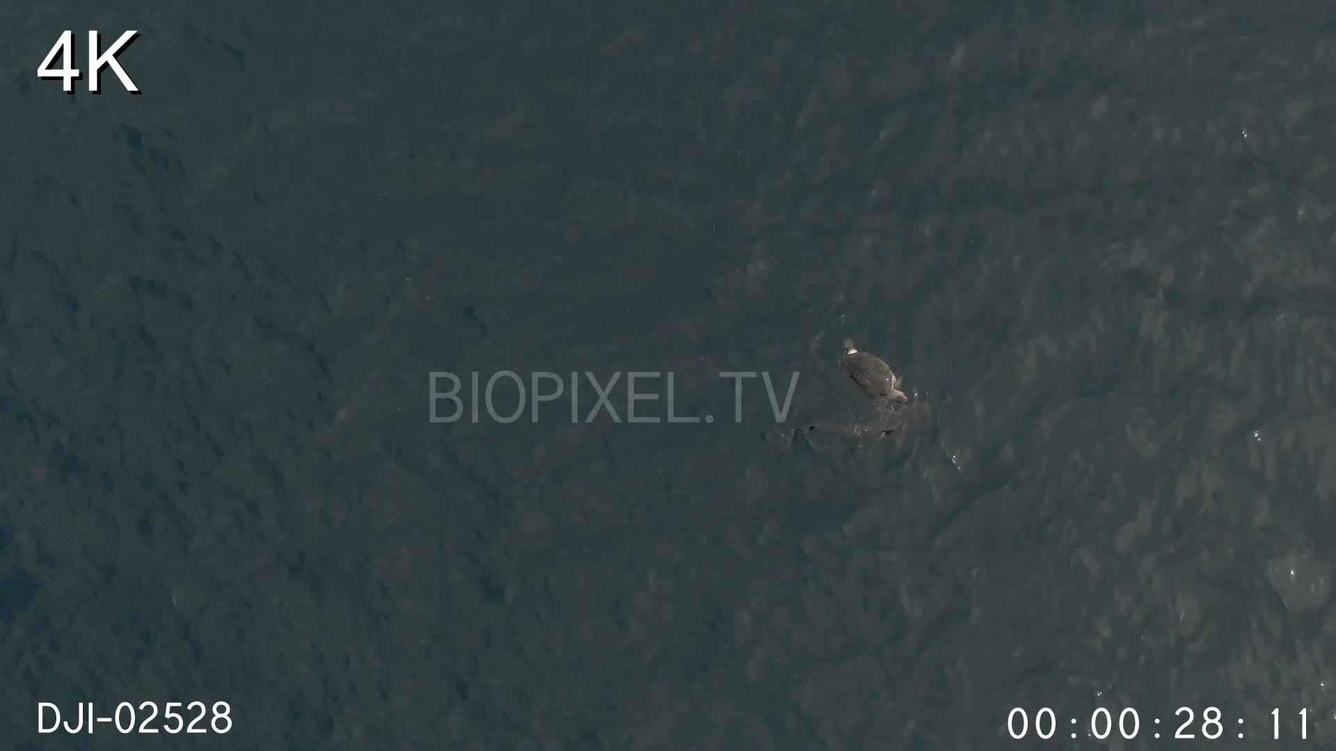 Green Sea Turtles and Sharks - Aerial - Tiger shark approaching turtle ...