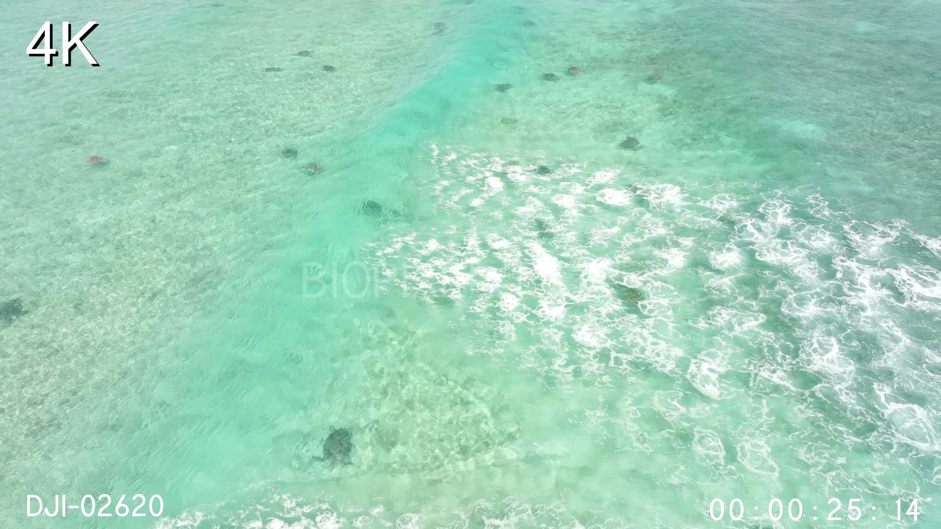 4K Aerial Turtle - Aerial - Green sea turtles on reef top with waves ...