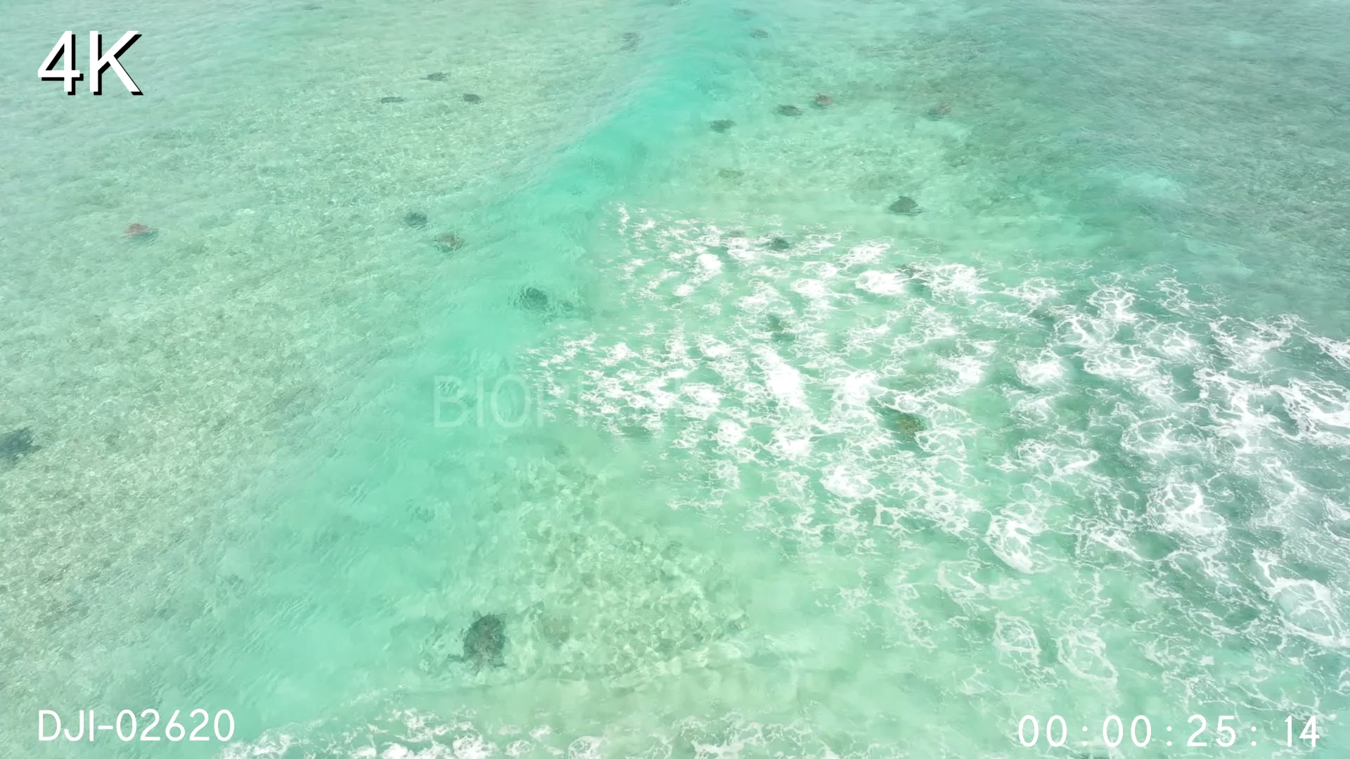 4K Sea Turtles - Aerial - Green sea turtles on reef top with waves ...