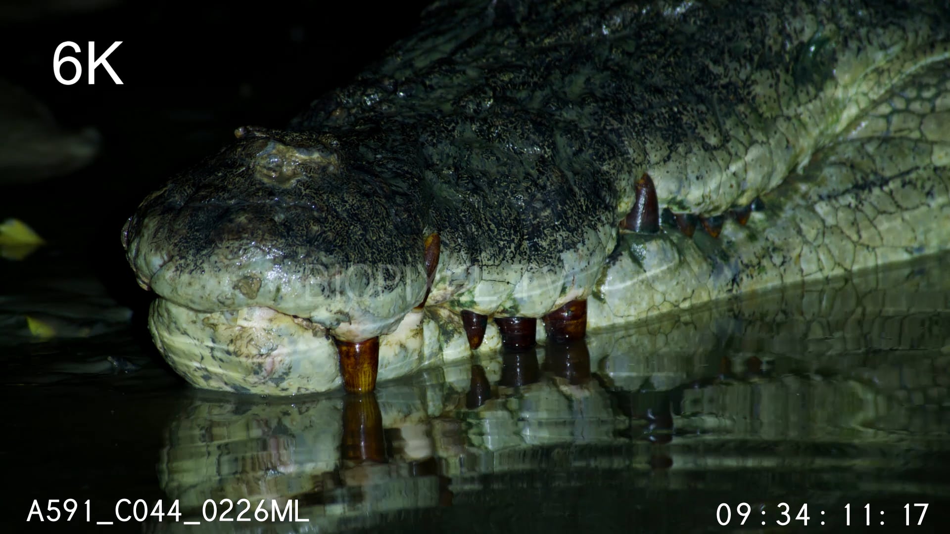 4K Crocodiles - Spot lighting saltwater crocodiles at night in river 6K ...