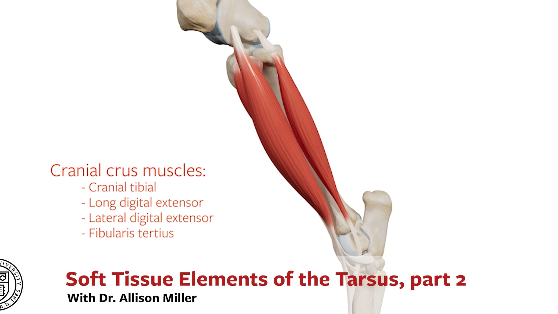 Equine Tarsus and Stifle - 4002 Soft Tissue Elements of the Tarsus ...