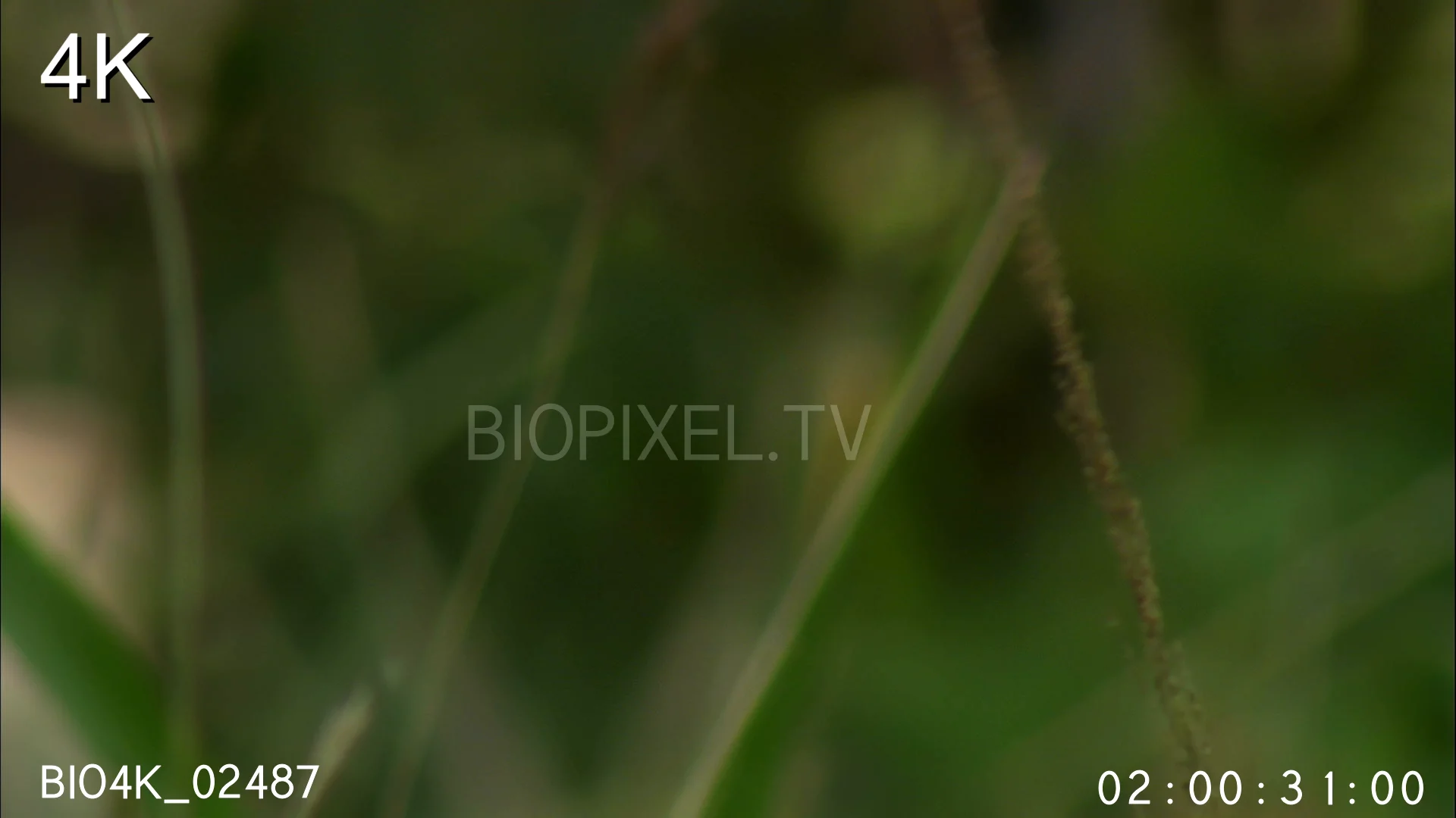 4K Mammals Herbivores - Wallaby drinking water at water hole 4K.mp4 on Vimeo