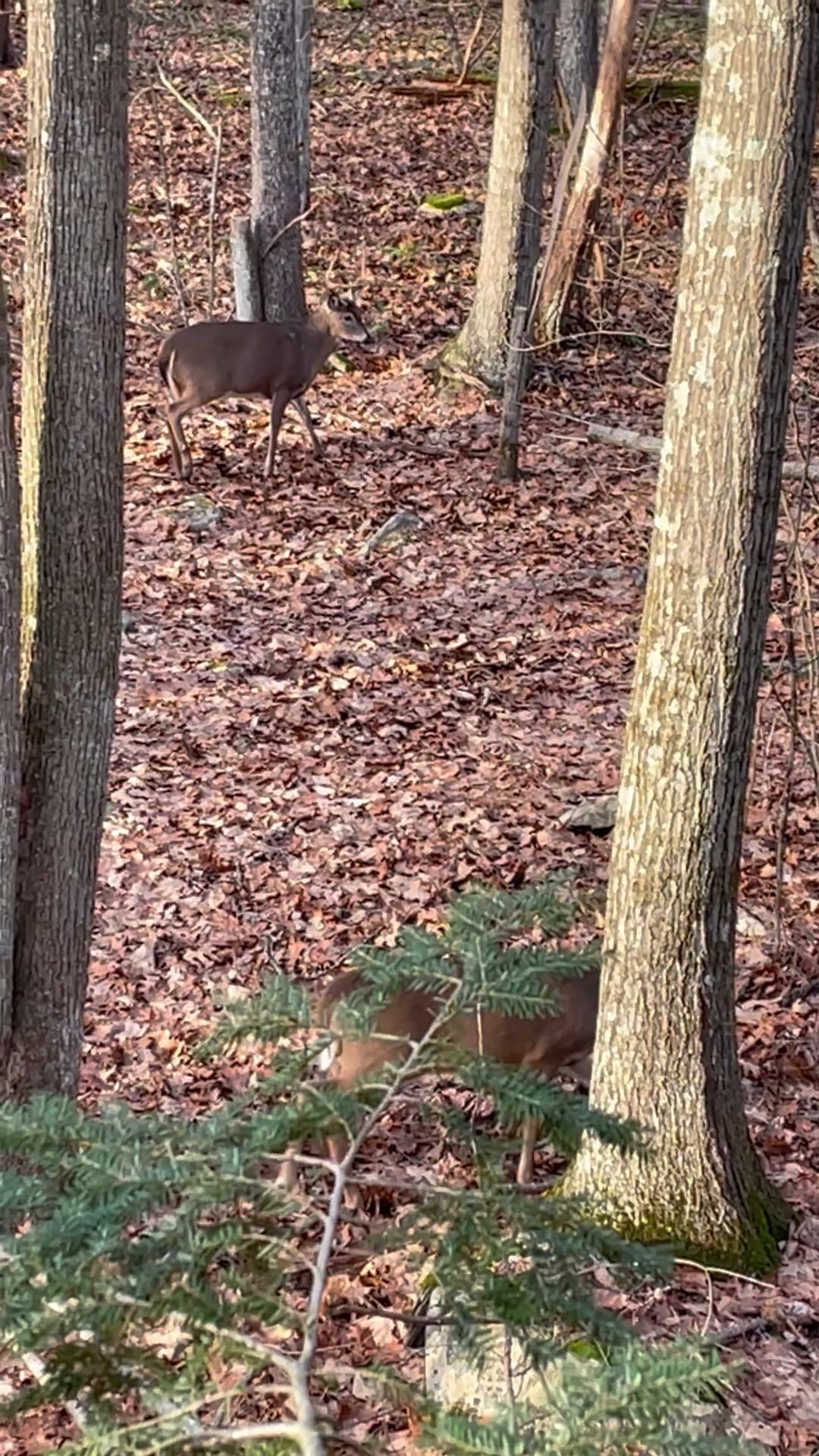 NEPA Chestnuts - Chestnut Tree, Chinese Chestnut
