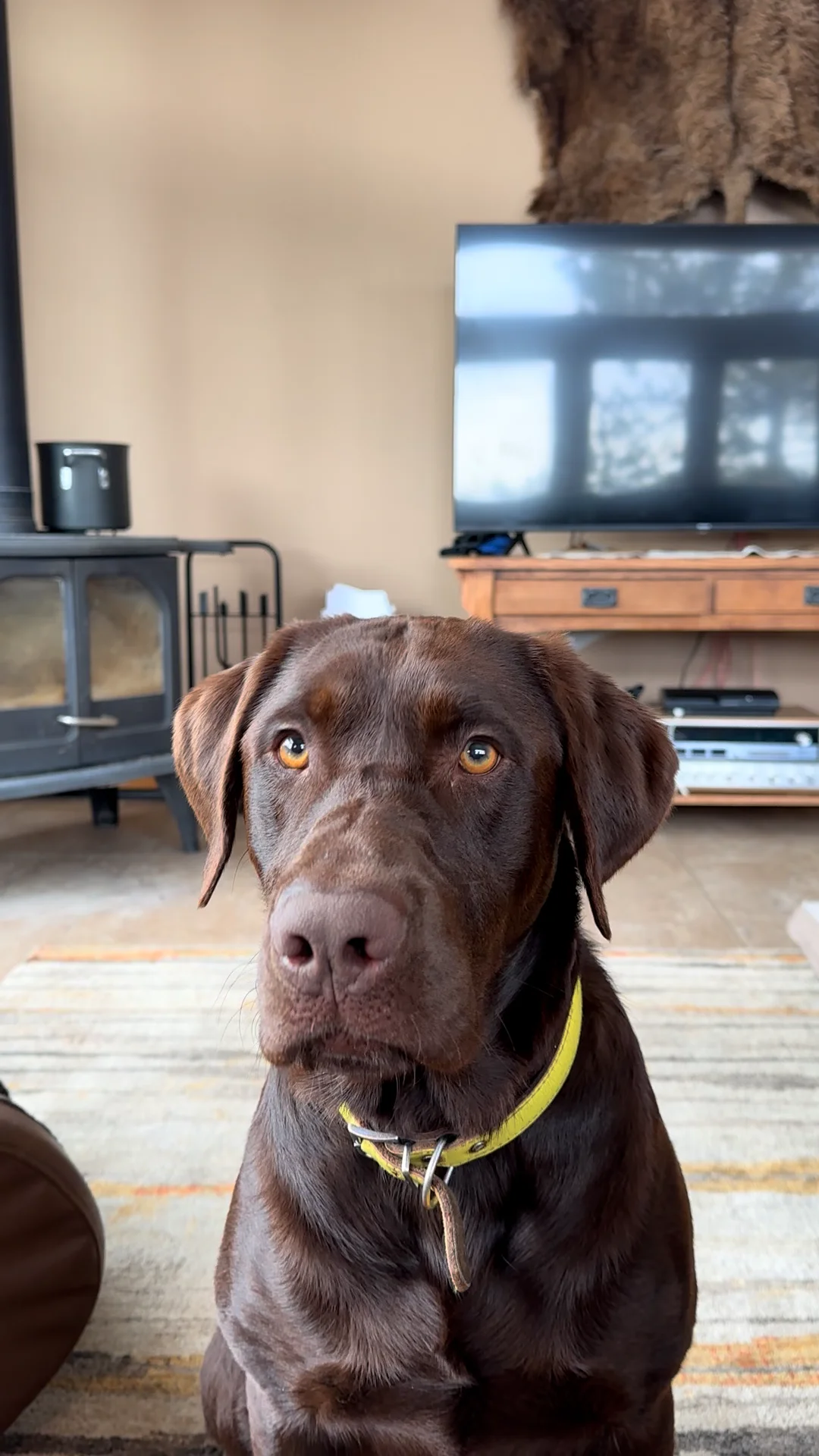 Bruno Knows on Vimeo