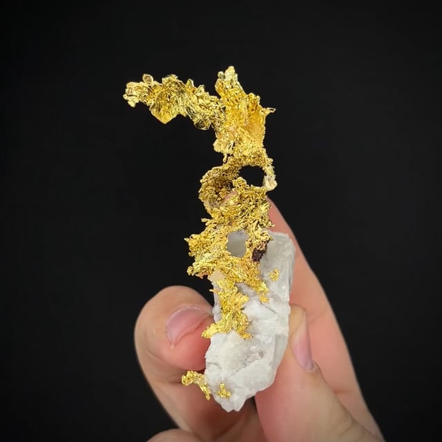 Gold on Quartz | Colorado Quartz Mine, Mariposa Co., California, USA