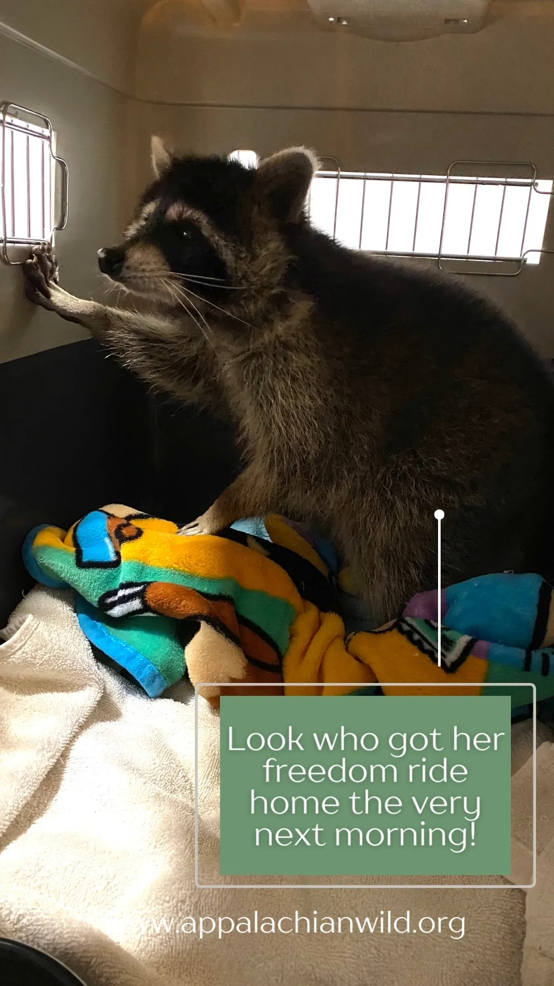 Raccoon Success Story! on Vimeo