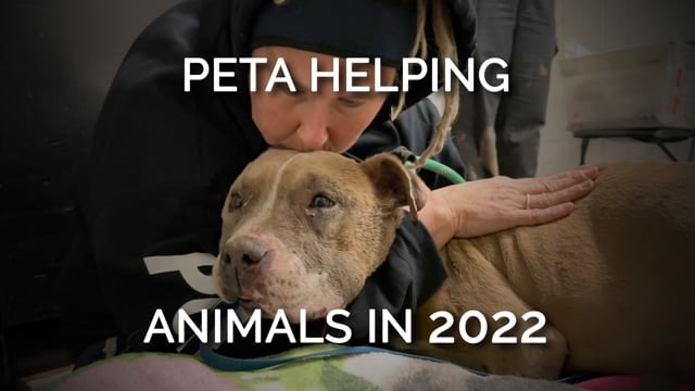 What Percentage Of Dogs Does Peta Kill