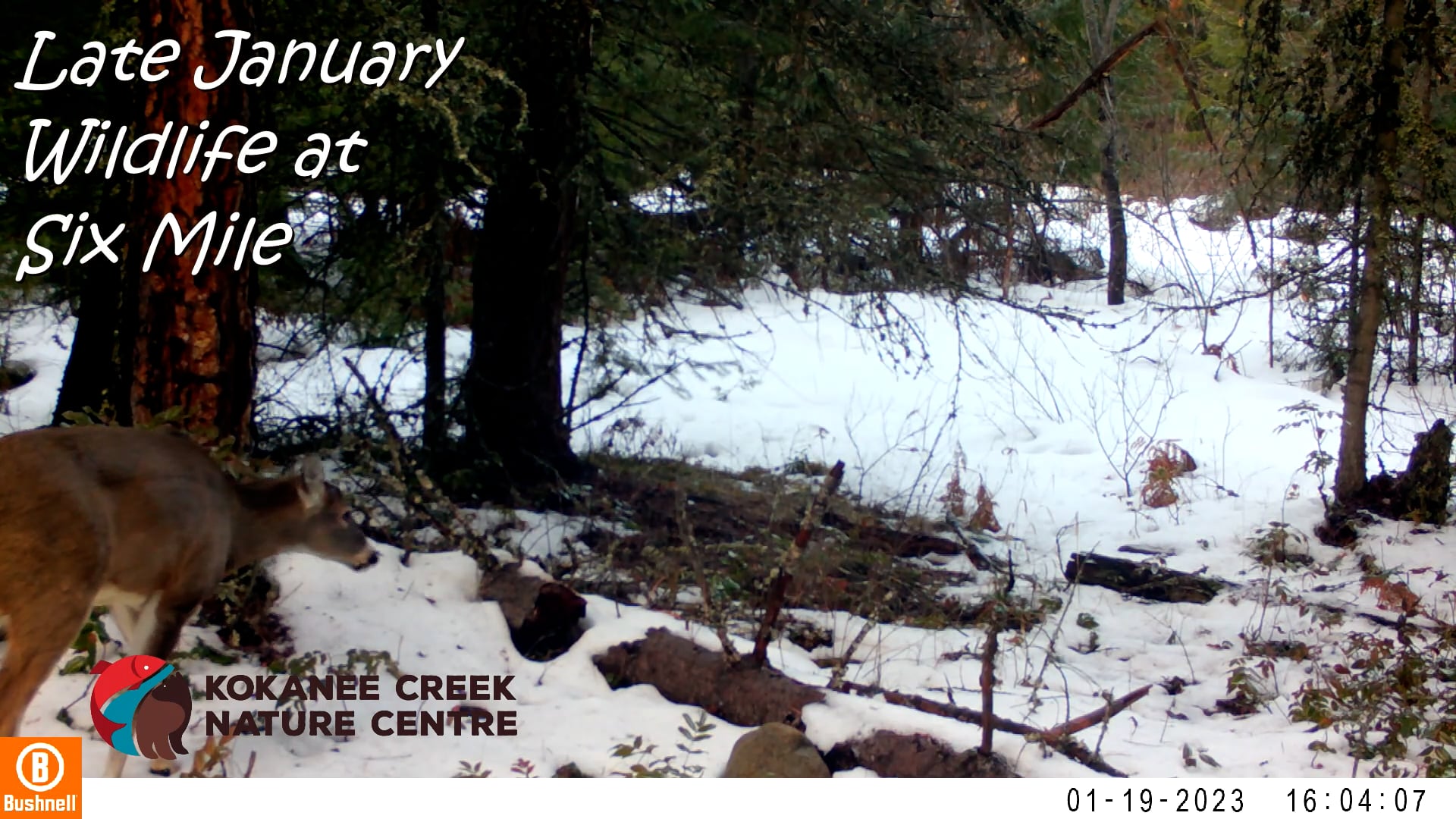Late January Wildlife at Six Mile on Vimeo