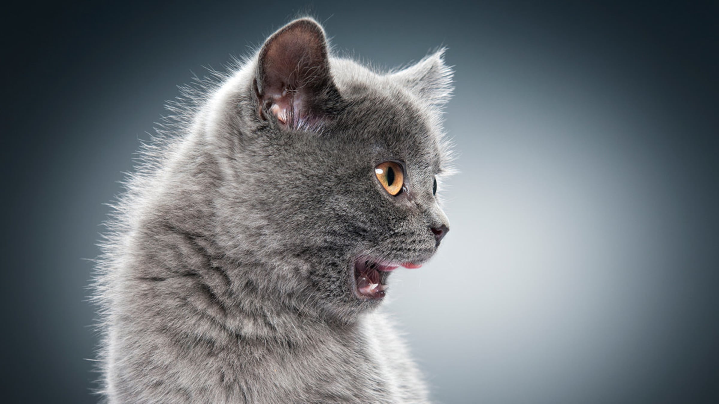 ANIMAL PORTRAITS
