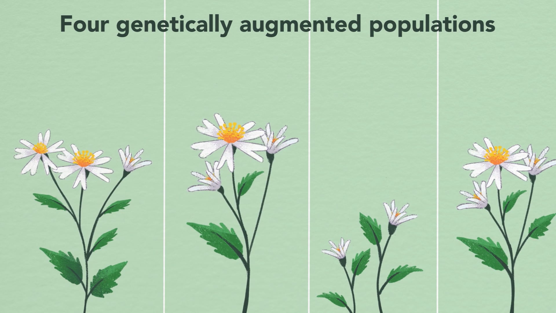 Reducing Mate Limitation in the Forked Aster (Eurybia furcata): A Case ...
