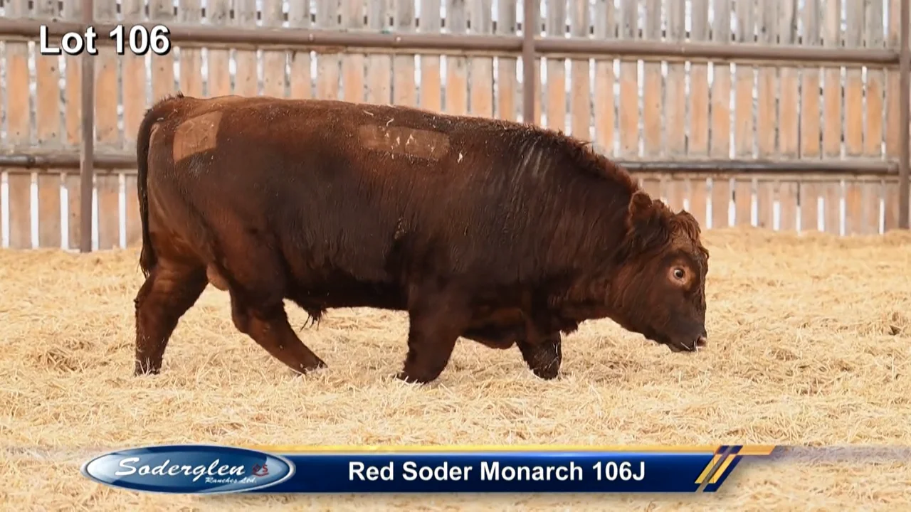 Lot 106 Soderglen Select 2023 Bull Sale Red Angus Soderglen Ranches.mp4 ...