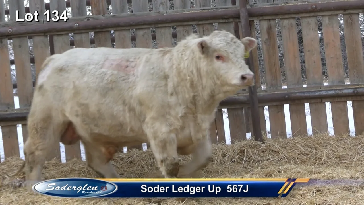 Lot 134 Soderglen Select 2023 Bull Sale Charolais Soderglen Ranches.mp4 ...