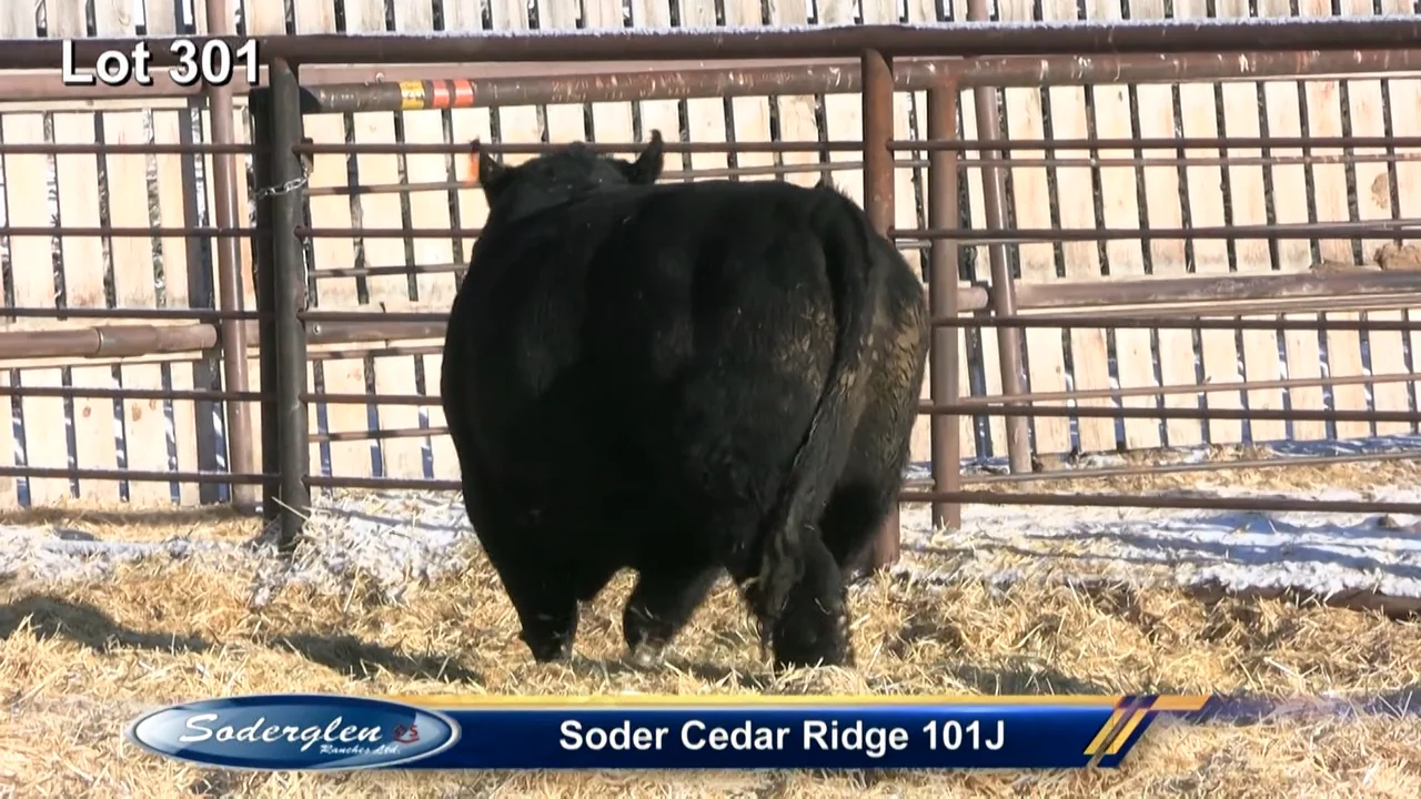 Lot 301 Soderglen Select 2023 Bull Sale Black Angus Soderglen Ranches ...