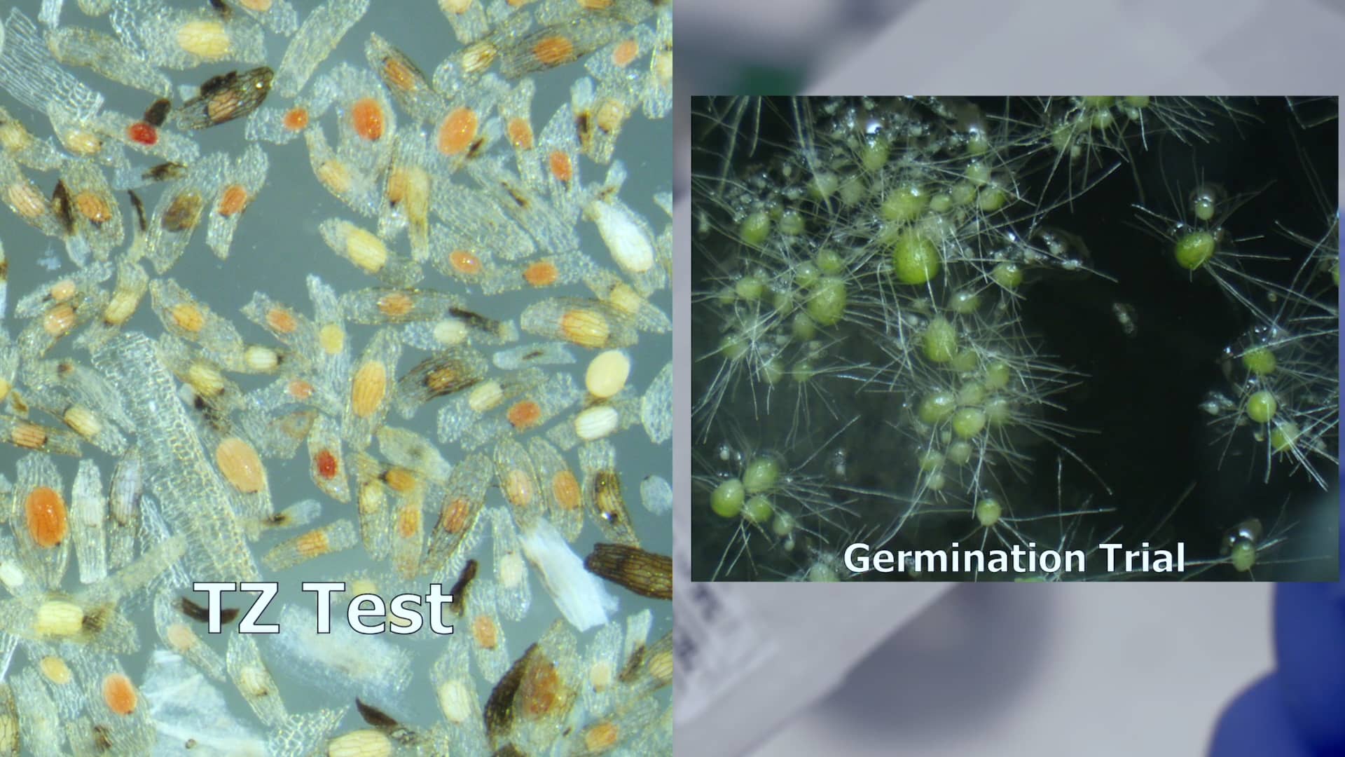 Tetrazolium Chloride Testing to Establish Seed Viability on Vimeo