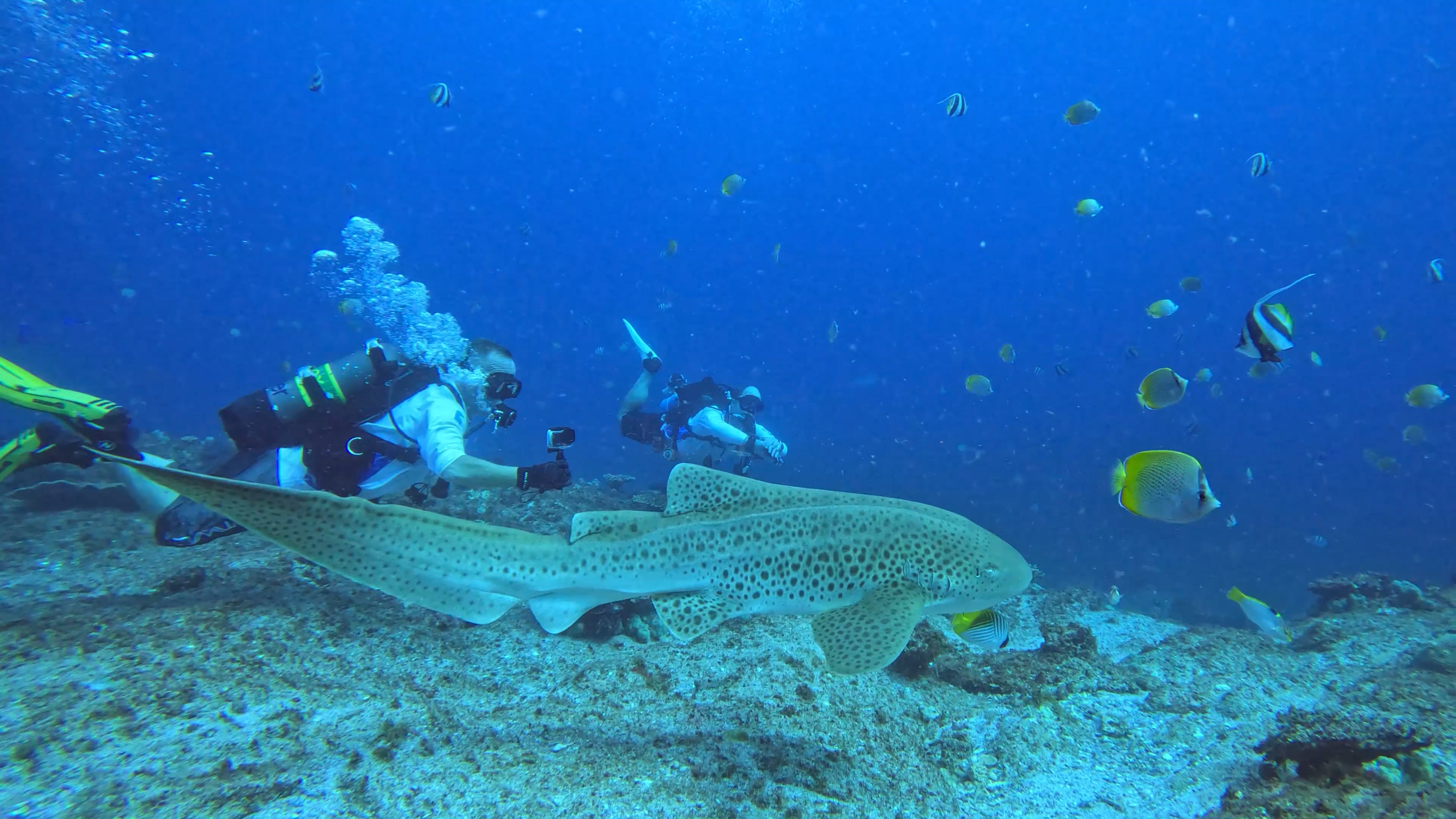 Australia Day 2023 - Turtle Cove, Middle Reef, Manta Bommie on Vimeo