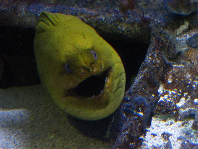 Creepy, Ugly Looking Eel at the South Carolina Aquarium on Vimeo