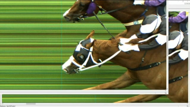 Power - Stallion | Breednet