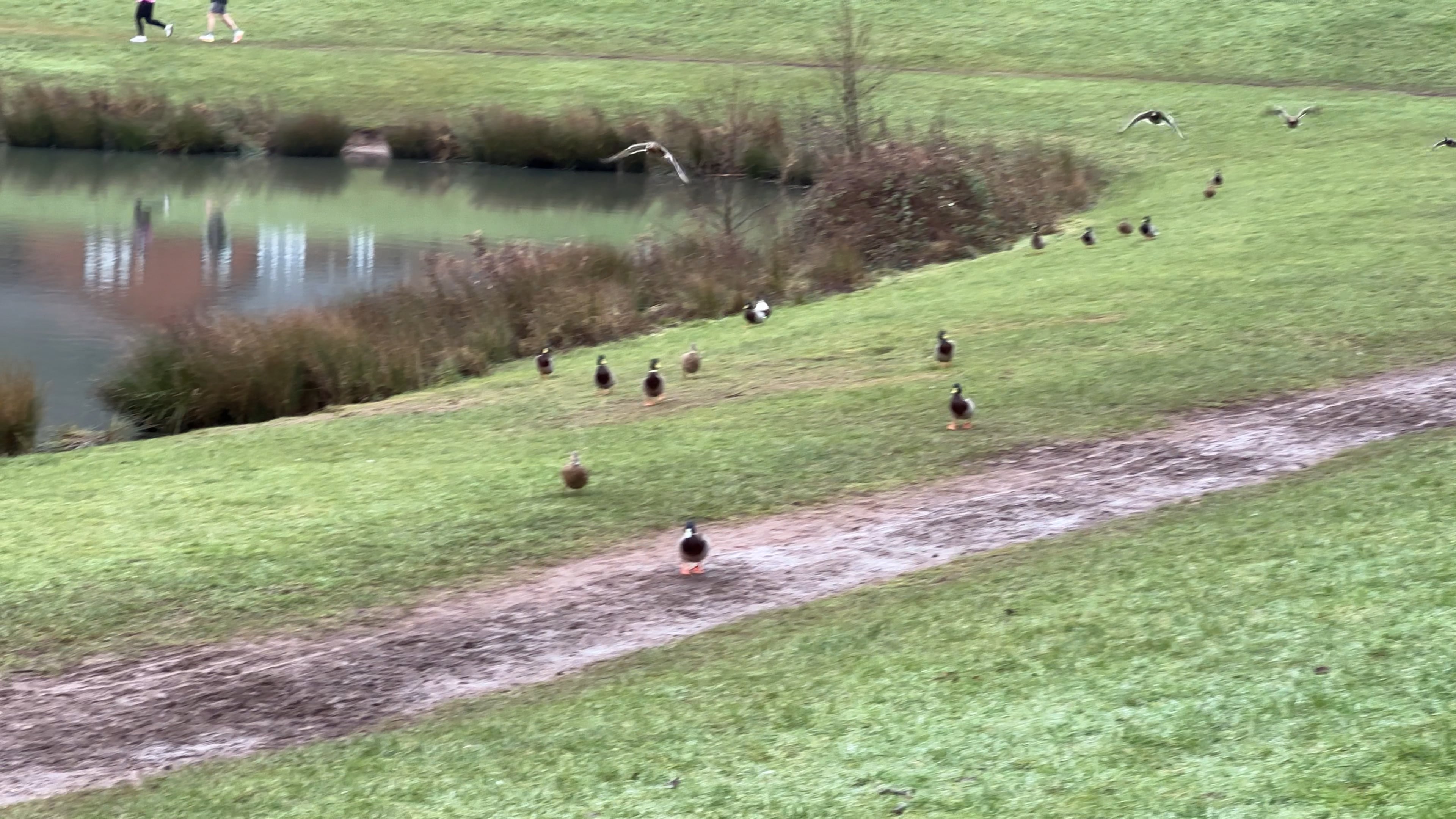 Ducks swooping in for food on Vimeo