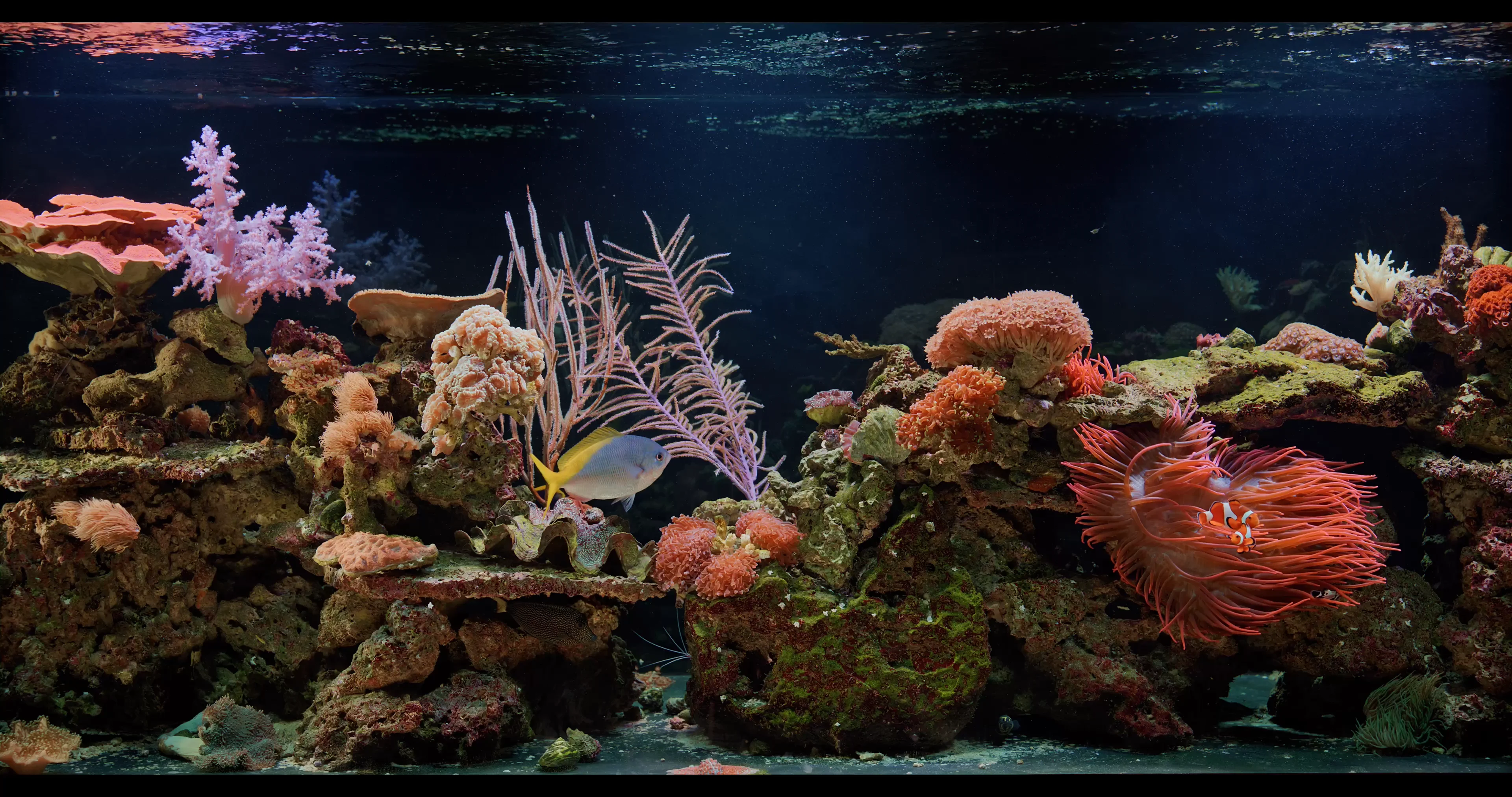 The Reef Fish Tank.mov on Vimeo