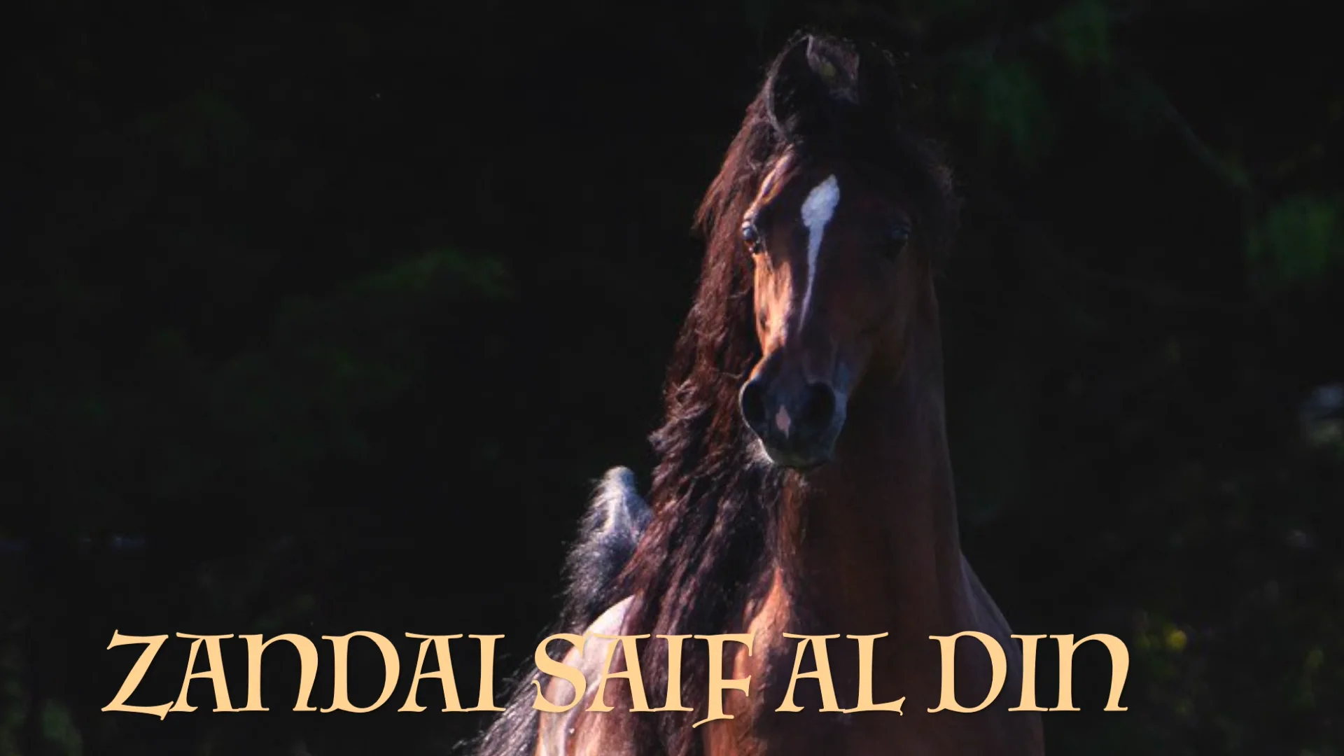 zandai_saif_al_din-_straight_egyptian_arabian_stallion (1080p).mp4 on Vimeo