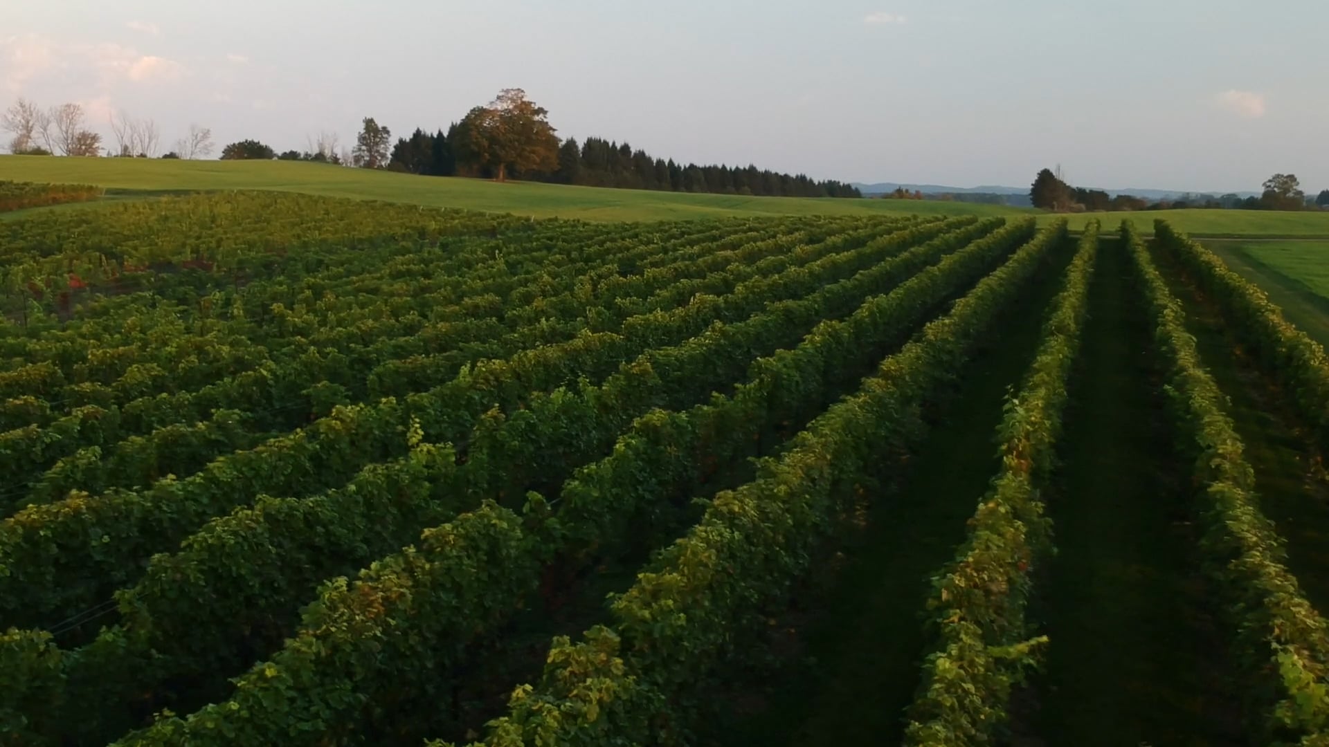 Three Trees Vineyard