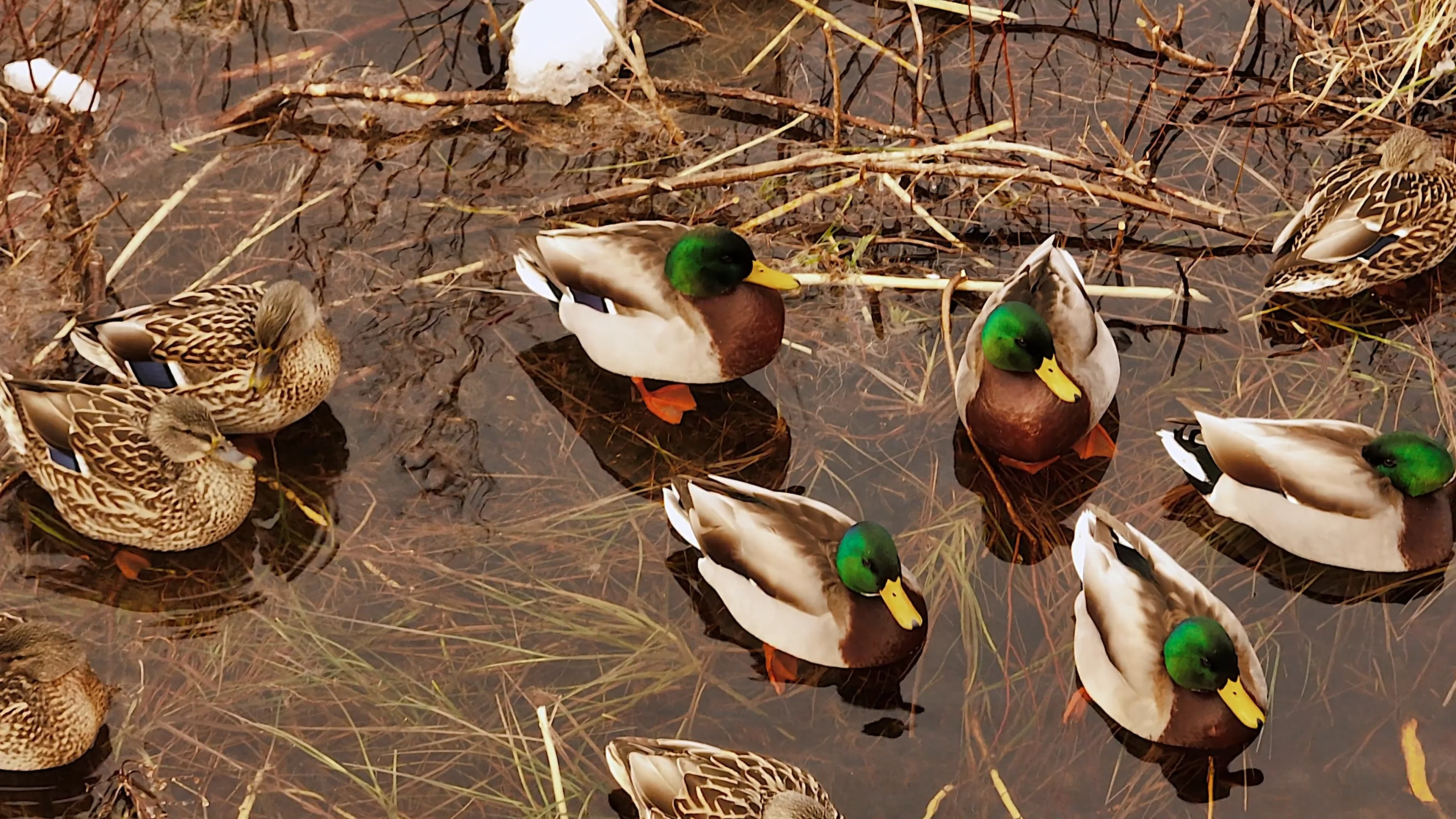 A Paddling of Mallards ~ January 2023 on Vimeo