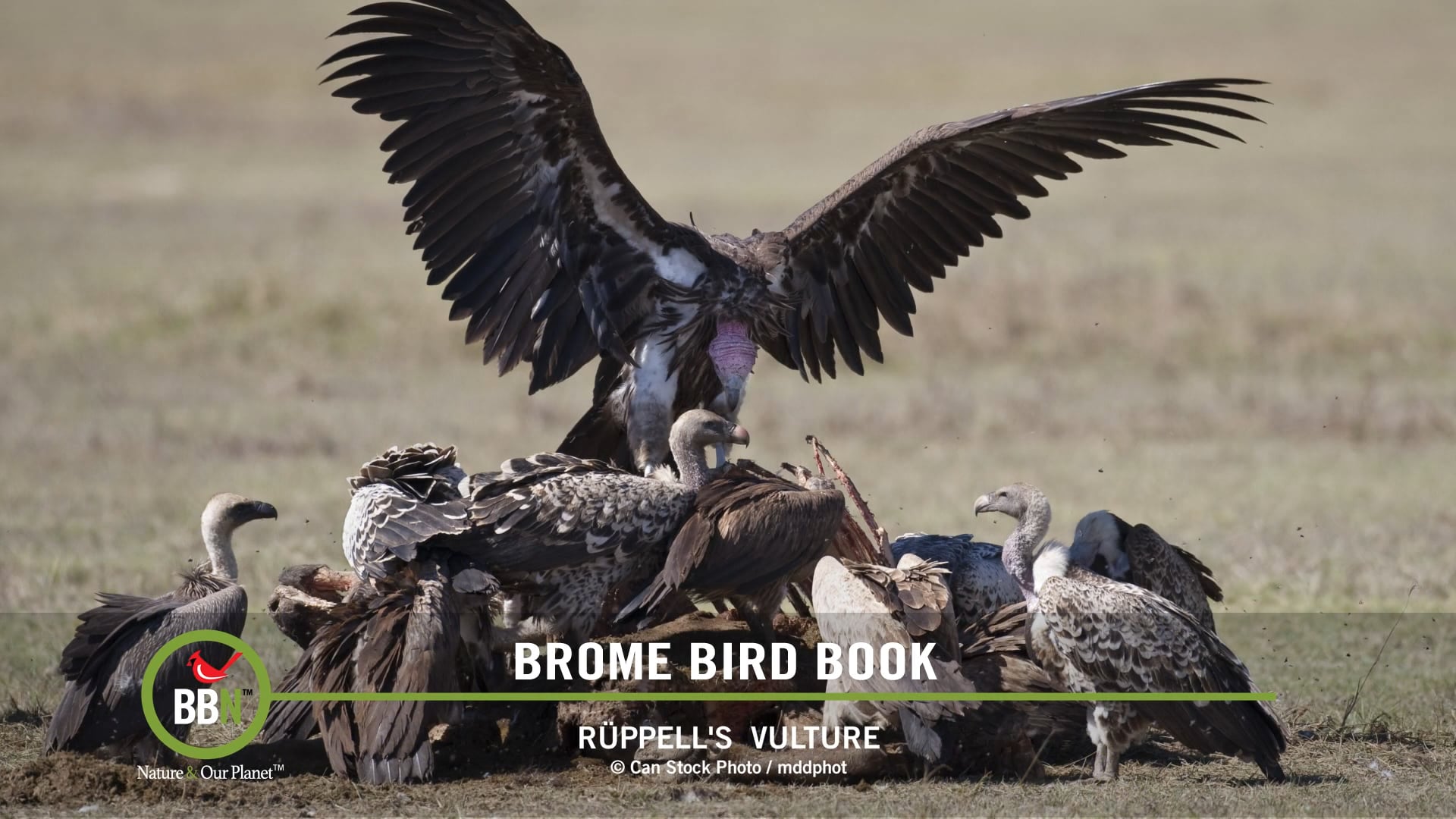 BBN 7-03 - Brome Bird Book - Shrinking Biodiversity in Birds on Vimeo