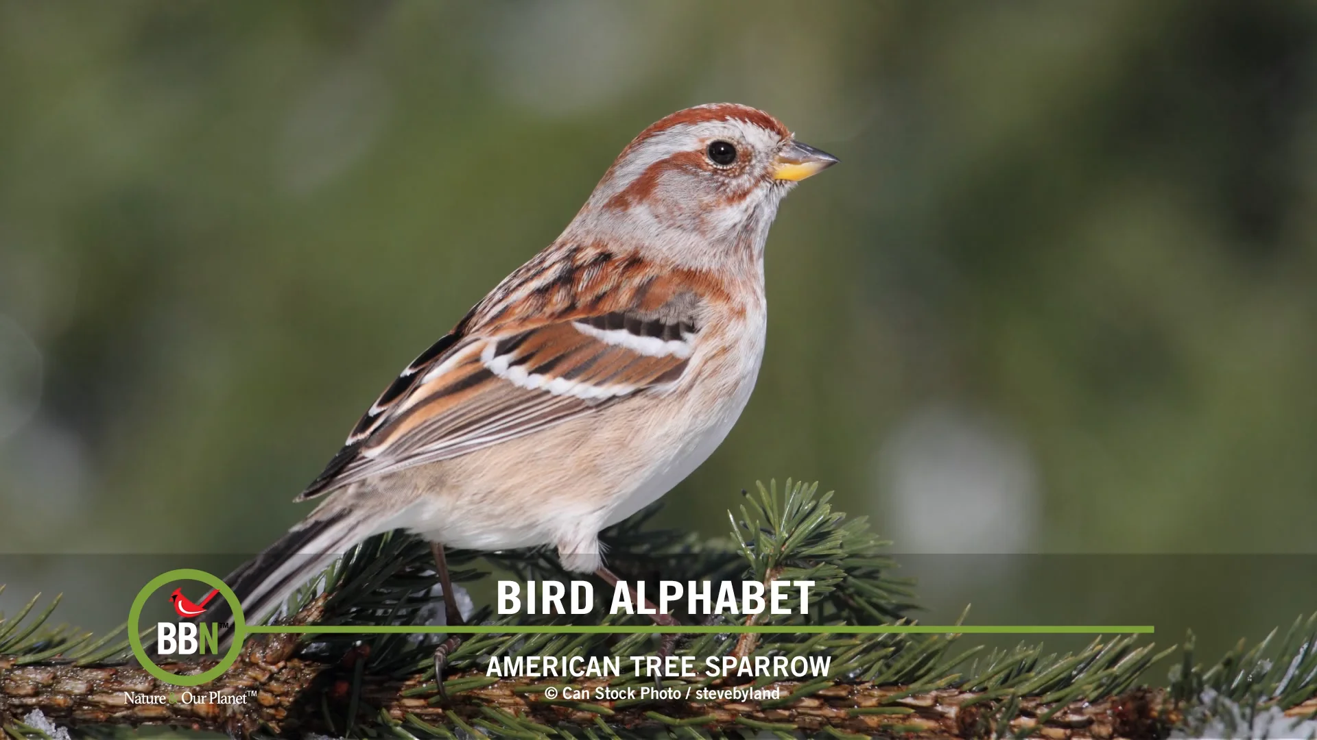 BBN 7-03 - Bird Alphabet - A is for American Tree Sparrow