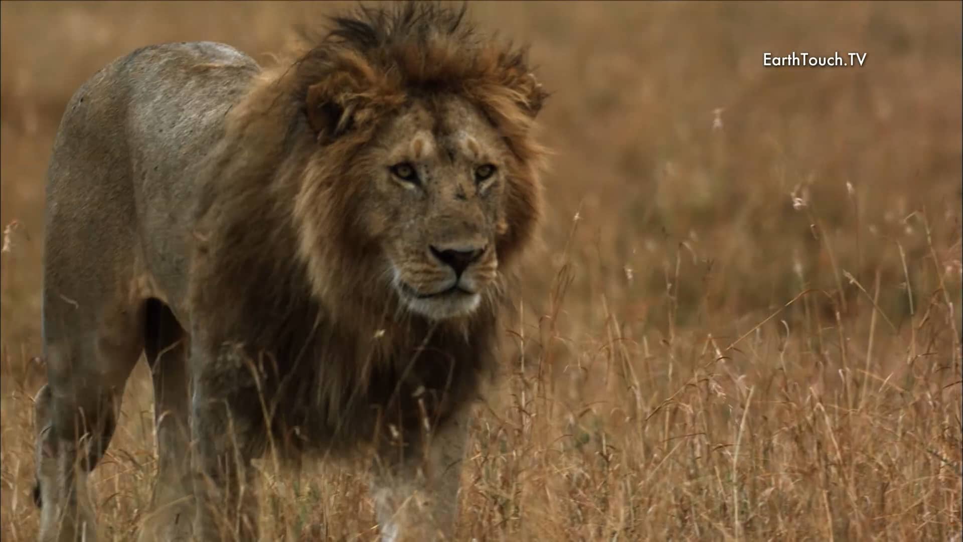 BLOOD RIVALS: LIONS vs BUFFALO Title Sequence on Vimeo