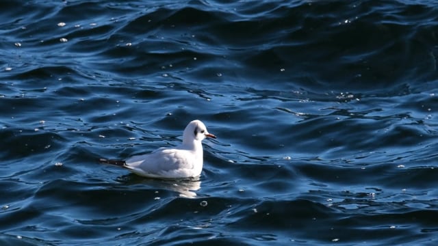 Seagull Bird Waves - Free video on Pixabay