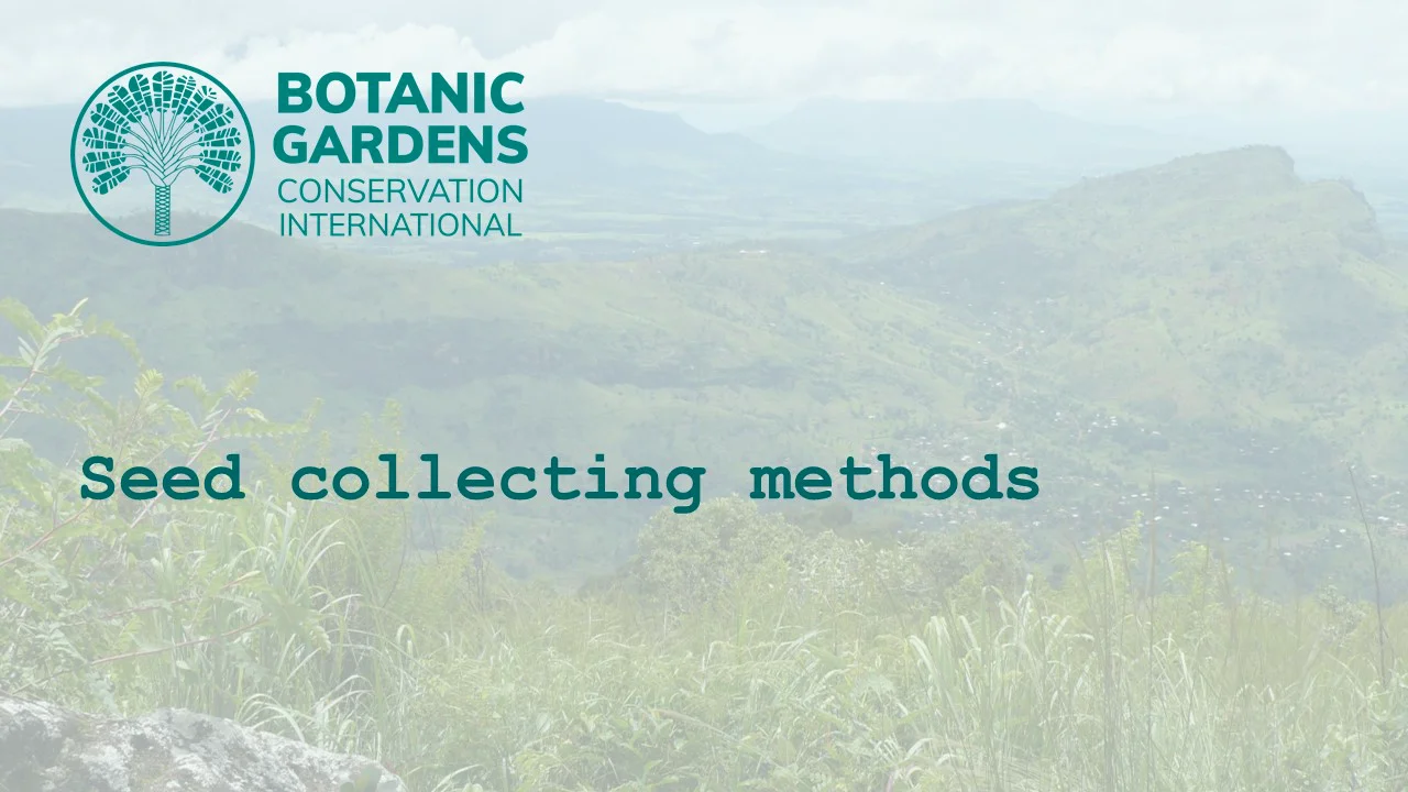 Seed collecting methods