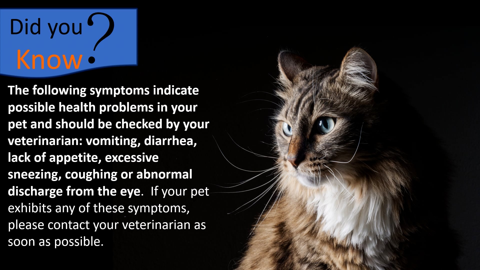 did you know - cat symptoms on Vimeo