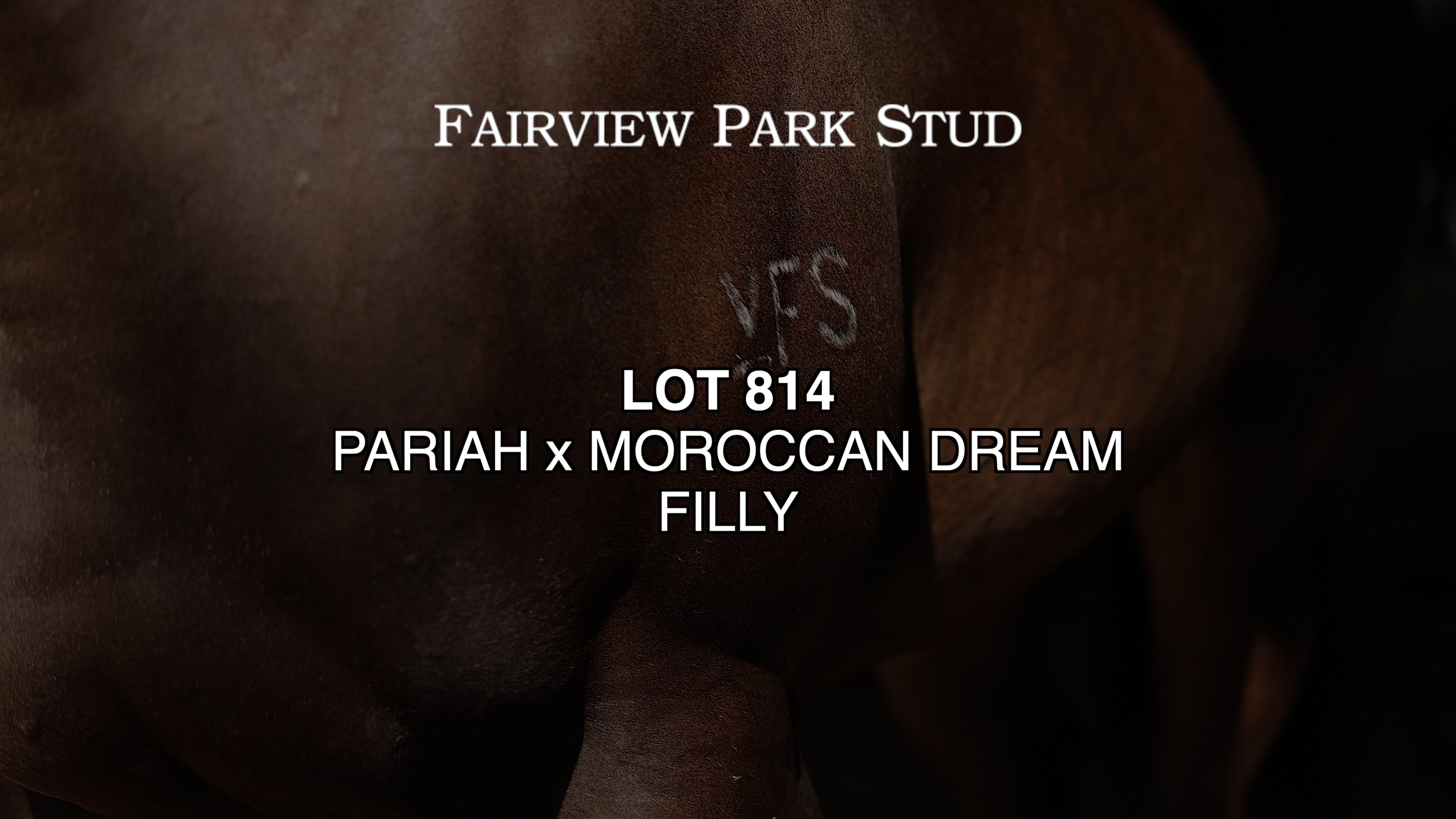 10-Pariah x Moroccan Dream.mov on Vimeo