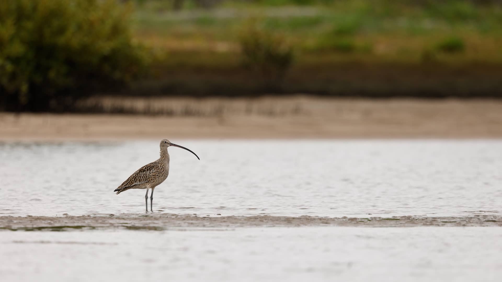 A regal endangered Eastern Curlew (Numenius madagascariensis) on Vimeo