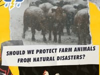 BILL: Should We Protect Farm Animals from Natural Disasters ...