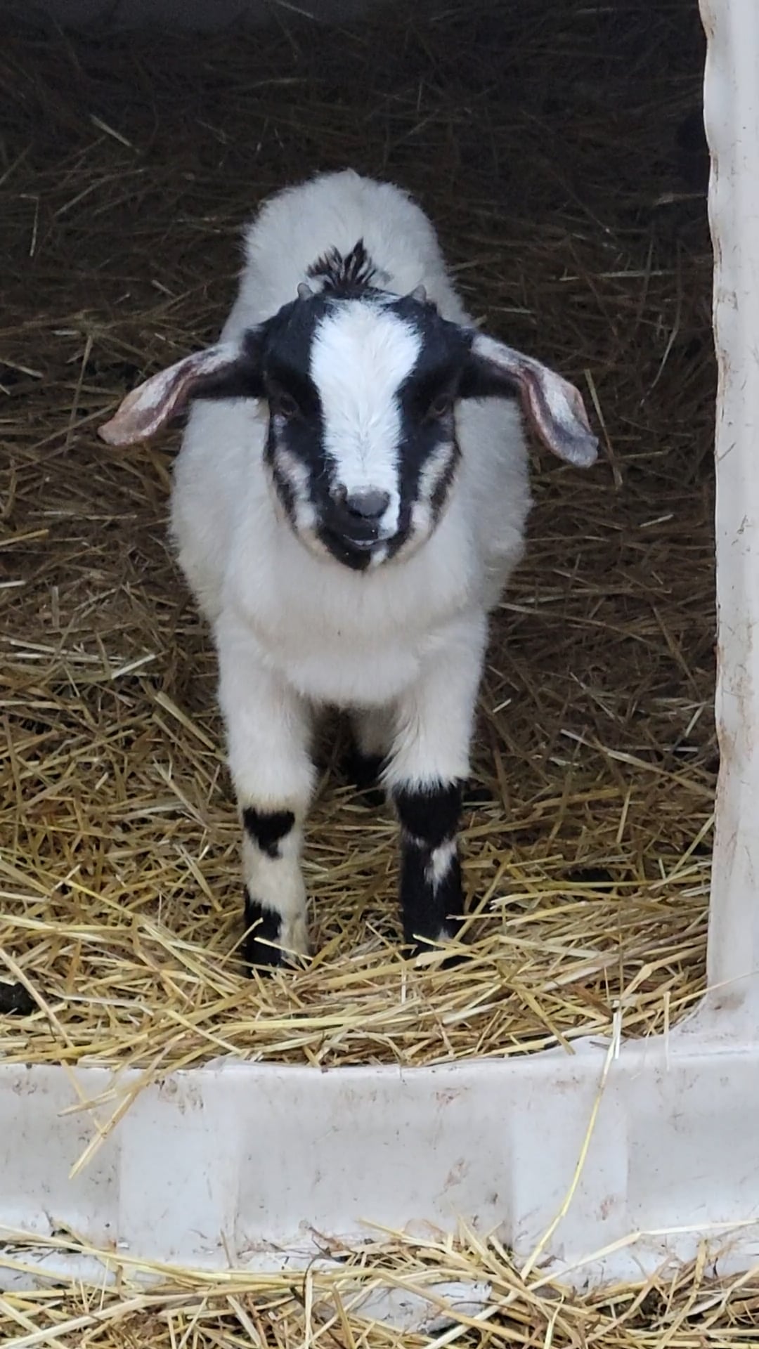 Glorious Goat Ranch - Goat, Goat Rental