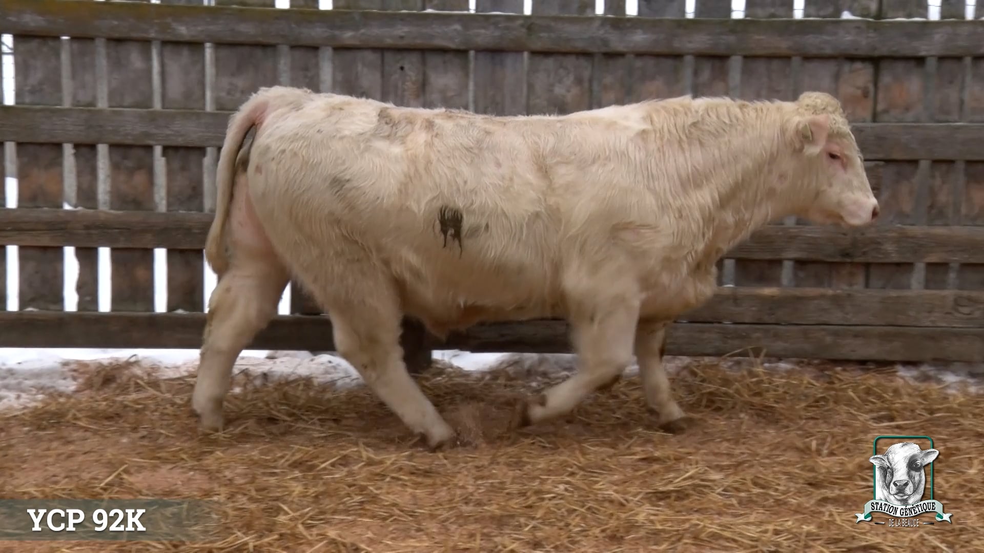 Tag 38 - Charolais - QC Bull Test 2023 on Vimeo