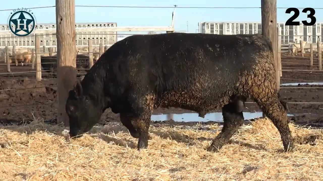 Lot 23 Hajny Legend 1017 on Vimeo