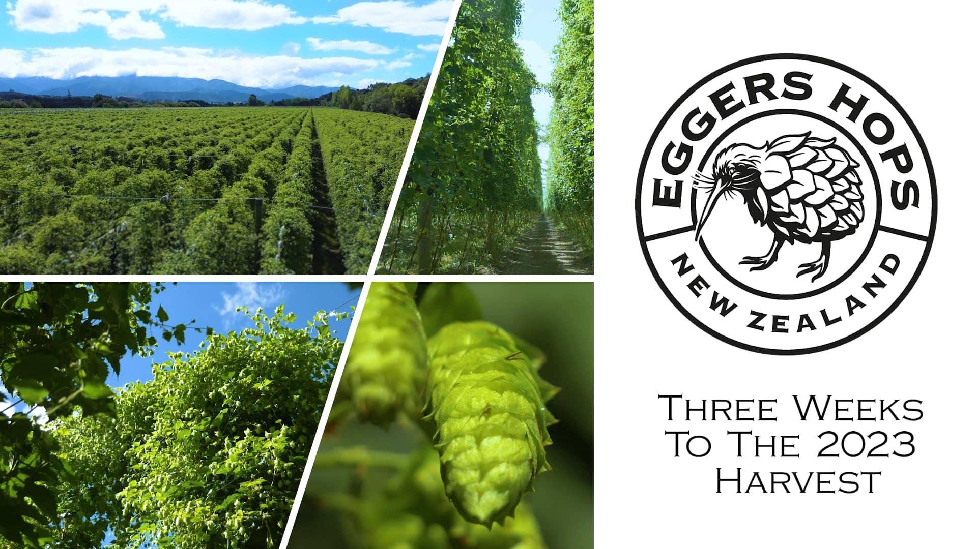 Eggers Hops - Growing Update - 3rd Feb 2023 on Vimeo