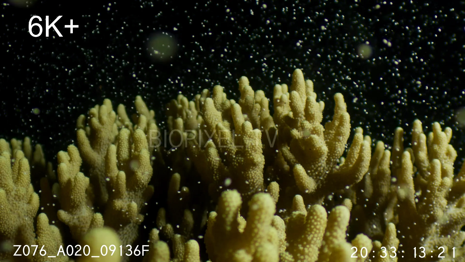 Coral Spawning - Soft coral spawning probe lens 6K+ 1.mp4 on Vimeo