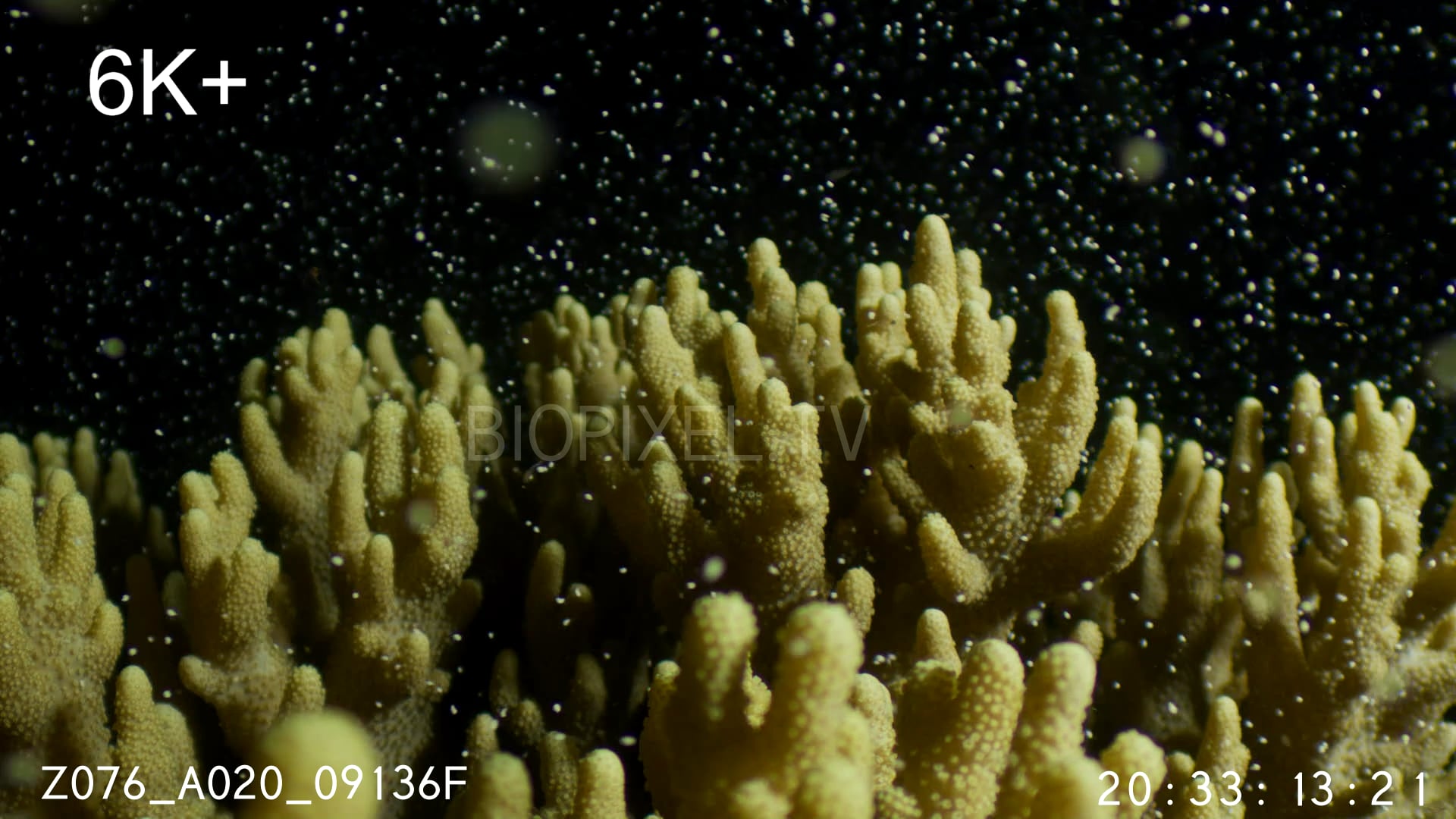Coral Spawning - Soft coral spawning probe lens 6K+ 1.mp4 on Vimeo