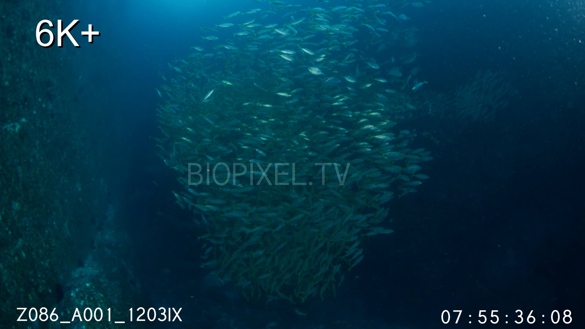 Sharks Grey Nurse Shark - Grey Nurse shark aggregation at Fish Rock ...
