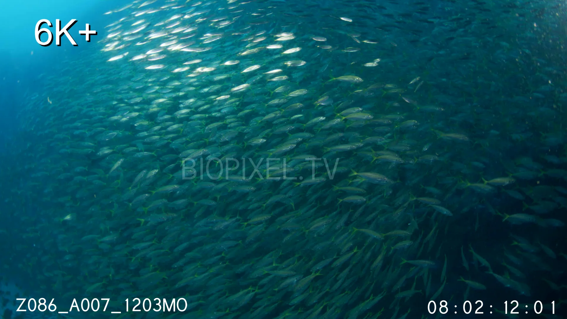 Temperate Waters 4K - Grey Nurse / Sand Tiger shark aggregation at Fish Rock Cave 6K+ 2 on Vimeo