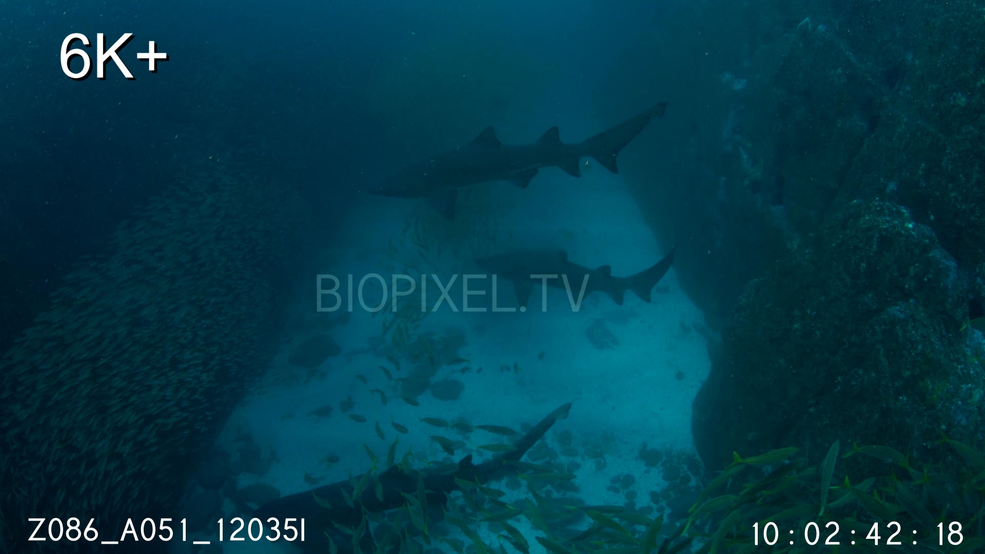 Sharks Grey Nurse Shark - Grey Nurse / Sand Tiger shark aggregation at ...