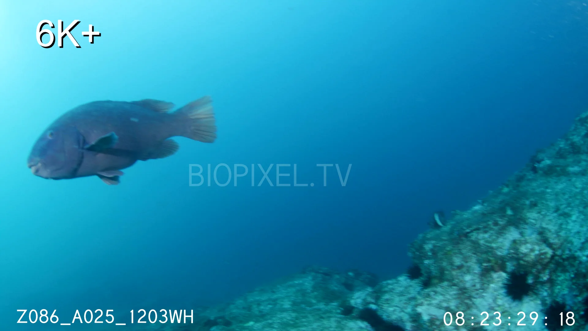 4K Fish Wrasse - Blue grouper 6K+.mp4 on Vimeo