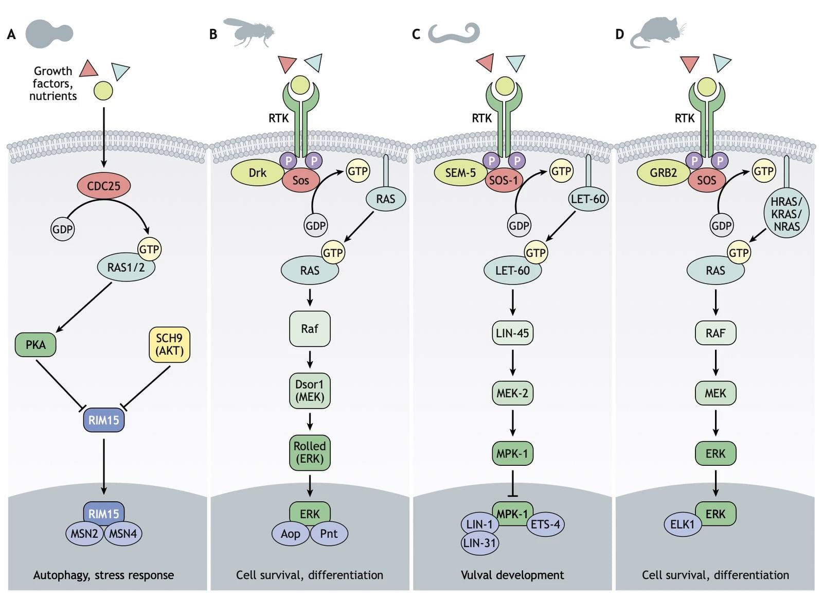 Ras-MAP Kinase Signaling in Model Organisms - Rasopathies and Biology ...