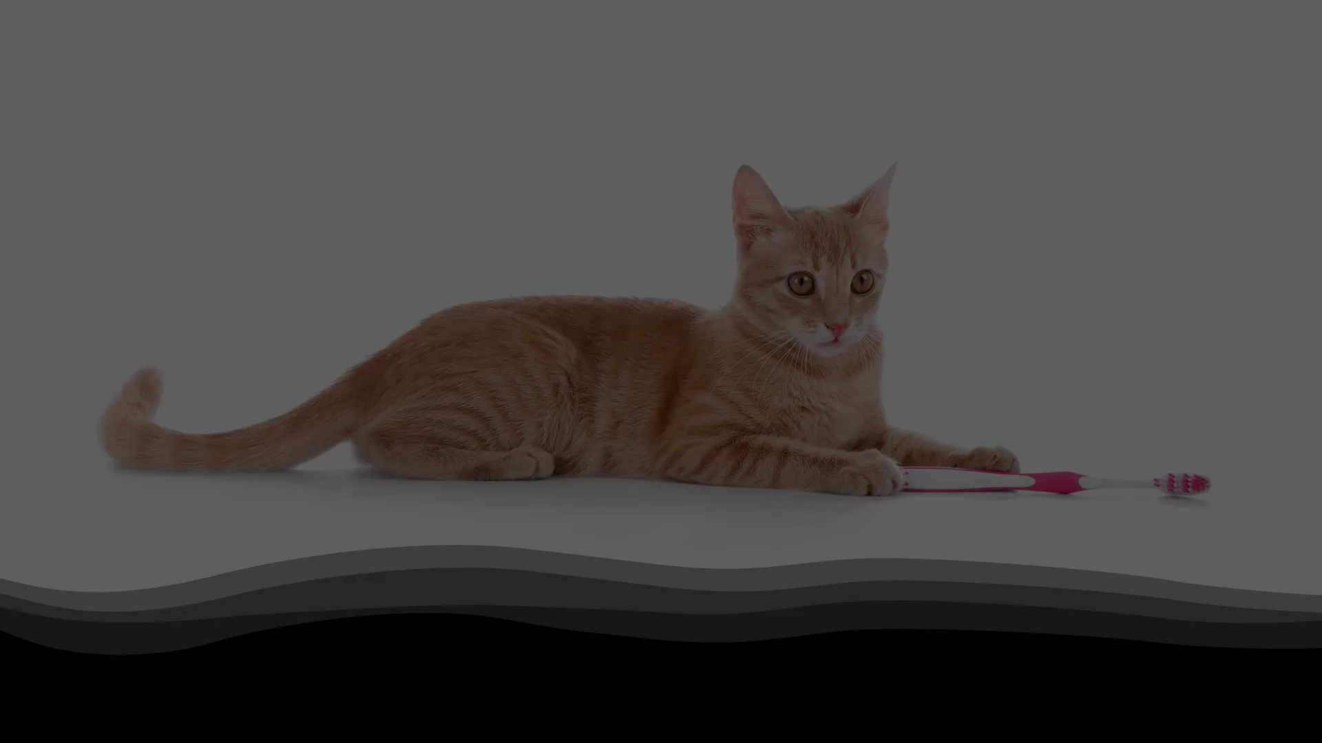 cat - kissable close - dental month on Vimeo